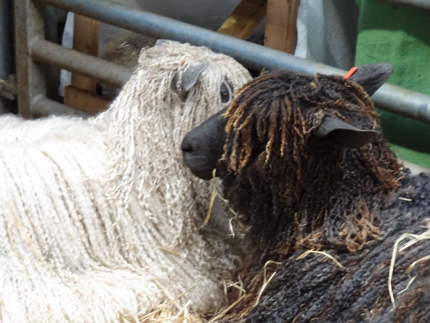 Wensleydale Longwool – WoolWork